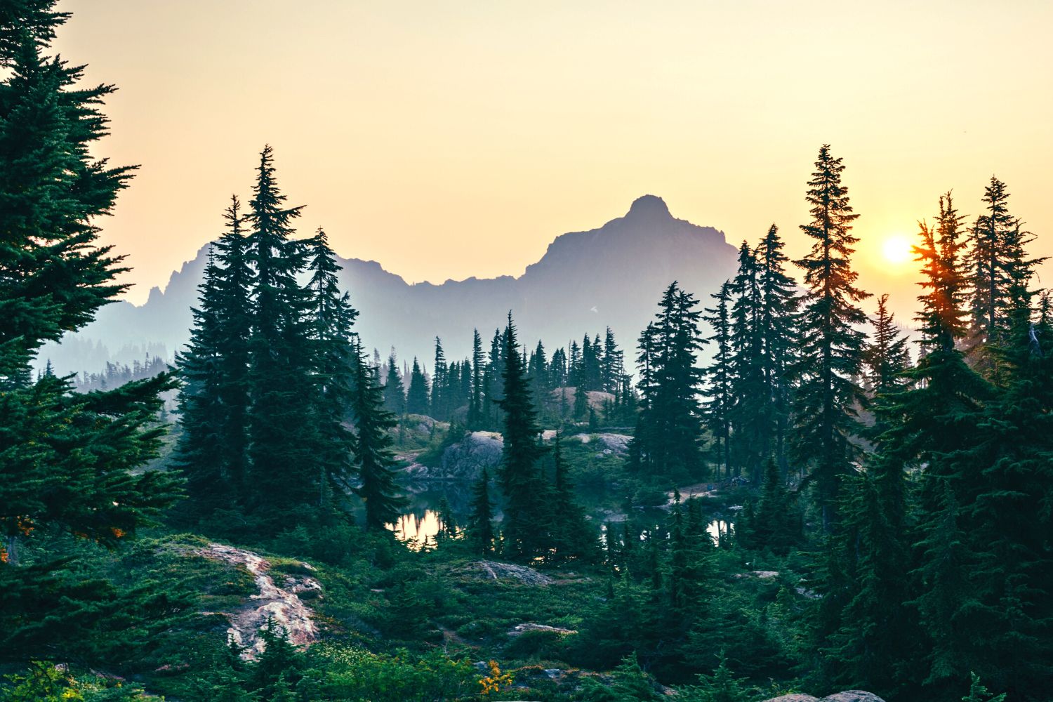 84 Best Metaphors About Trees